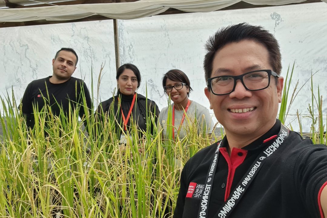 Unlocking the secrets of healthier and safer rice | Swinburne