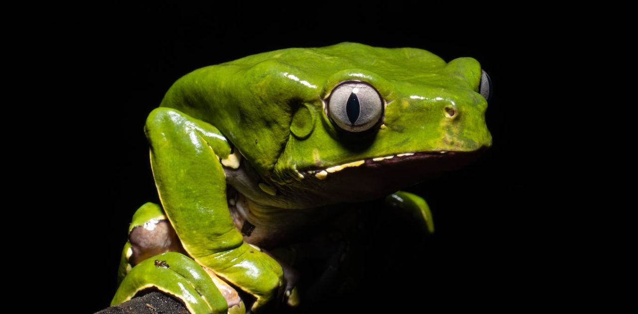 Illegal, occasionally deadly, and not much fun. What is the frog toxin ...