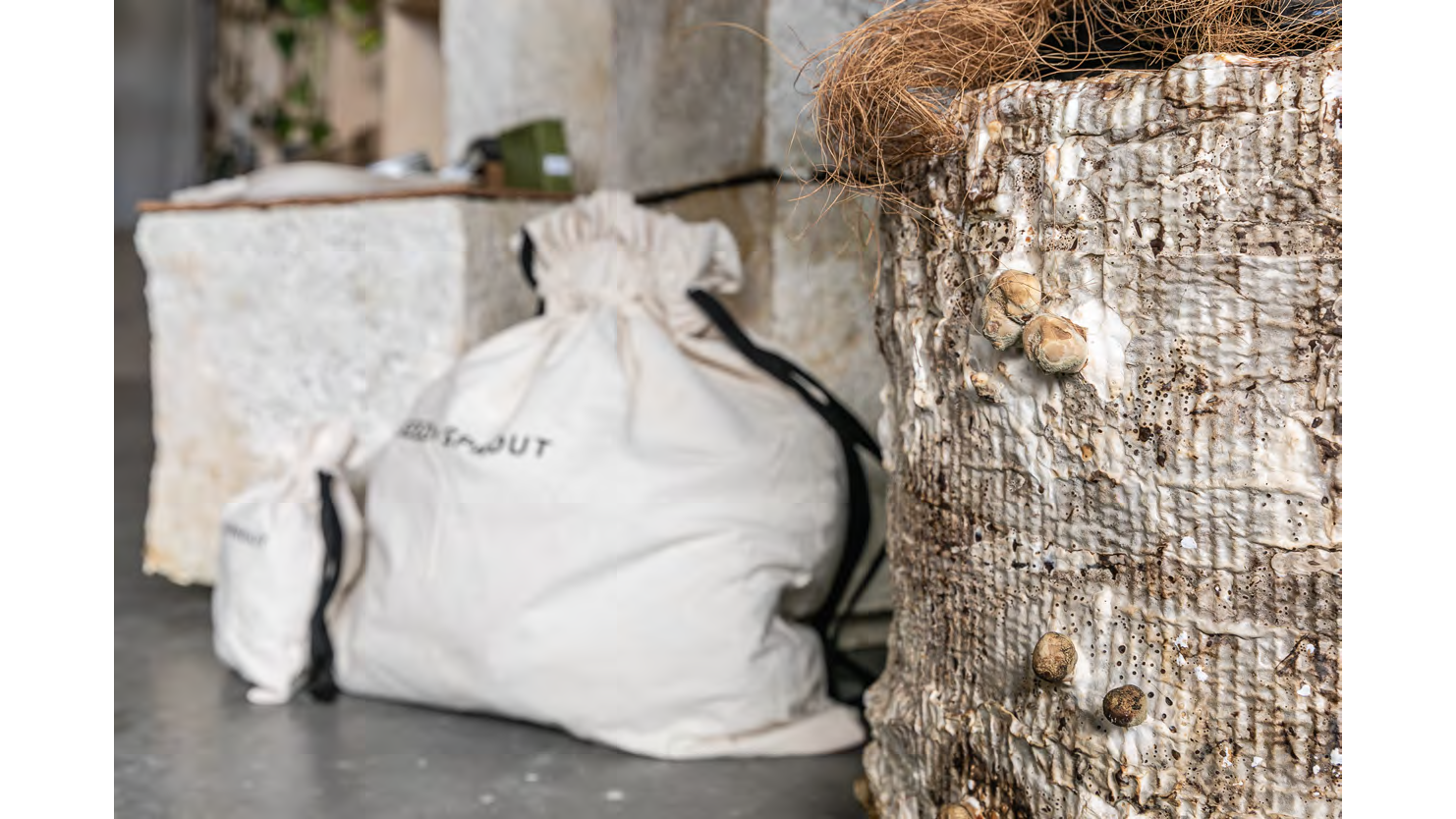 Sustainable shopping: students develop products with fungi | Swinburne